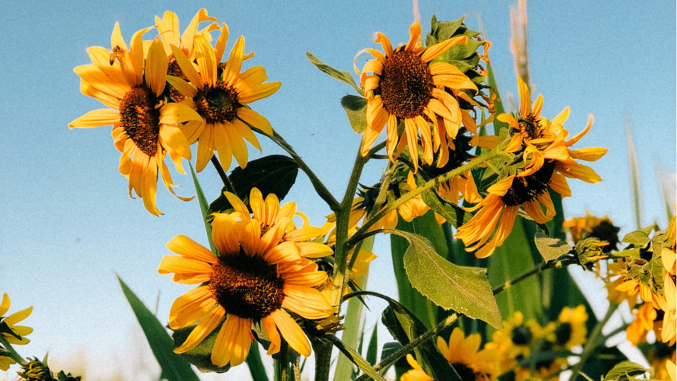 CAPCA Central Valley Label Update CE Meeting - CAPCA